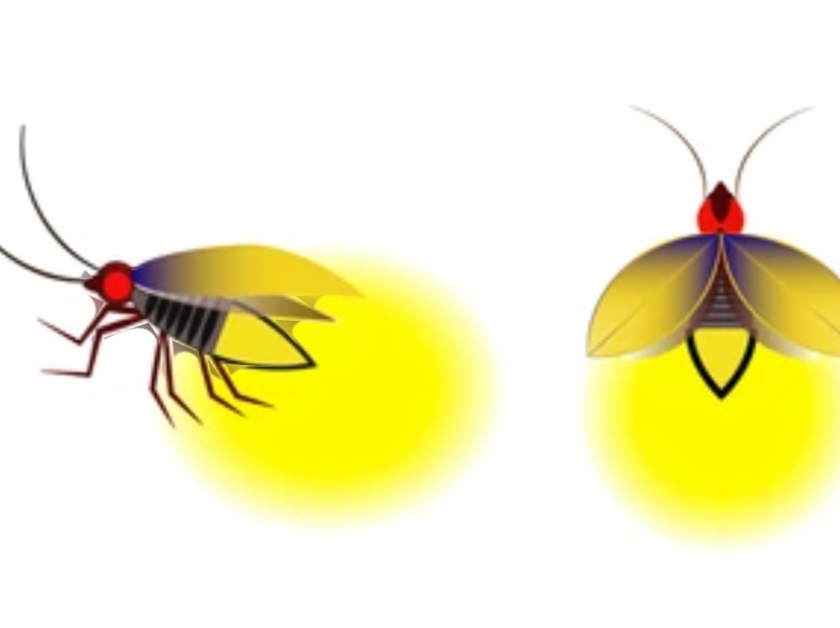 Spotting the Magic of Fireflies at Kampung Dew – Kurau Inn Farmstay